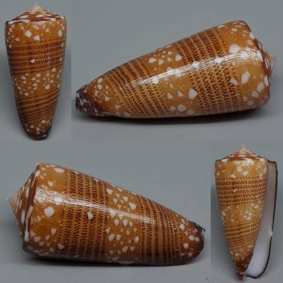 shellauction.net :: Conus nobilis victor - 3745384