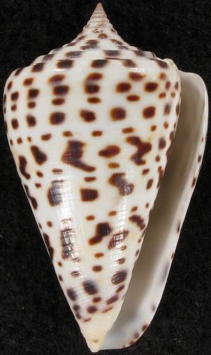 shellauction.net :: Conus spurius f. arubaensis - 3745563