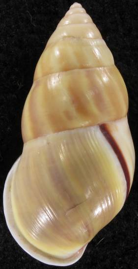 shellauction.net :: Amphidromus comes f. polymorphus - 3745583