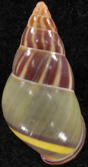 shellauction.net :: Amphidromus everetti - 3745587