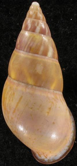 shellauction.net :: Amphidromus everetti connectens - 3745588