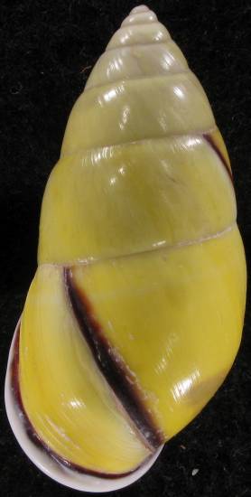 shellauction.net :: Amphidromus perversus butoti - 3745597