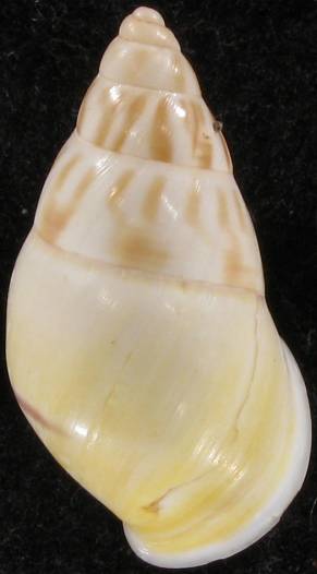 shellauction.net :: Amphidromus quadrasi - 3745602