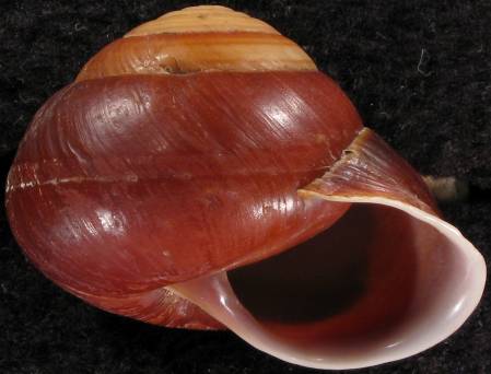 shellauction.net :: Figuladra appendiculata - 3745624