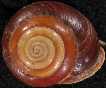 shellauction.net :: Figuladra appendiculata - 3745624