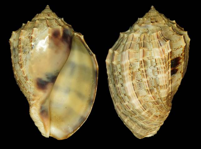 shellauction.net :: Harpa crenata - 3745725