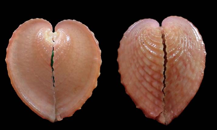 shellauction.net :: Corculum kirai - 3745733