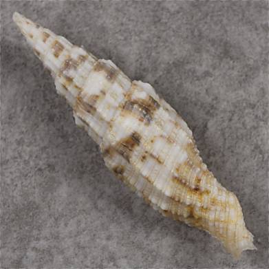 shellauction.net :: Vexillum gloriae - 3745756