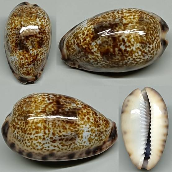 shellauction.net :: Erronea vredenburgi - 3745885