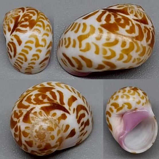 shellauction.net :: Tectonatica violacea - 3746273