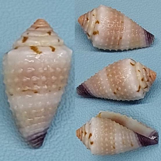 shellauction.net :: Conus floridulus - 3746290