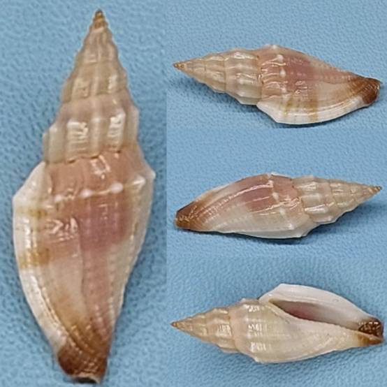 shellauction.net :: Eucithara stromboides - 3746376