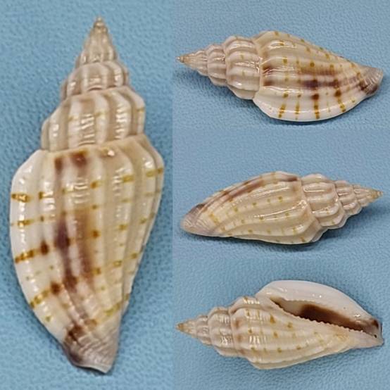 shellauction.net :: Eucithara funiculata - 3746379