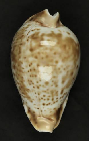 shellauction.net :: Umbilia hesitata hesitata - 3746484