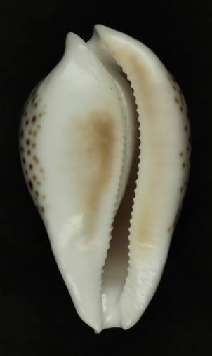 shellauction.net :: Umbilia hesitata hesitata - 3746484