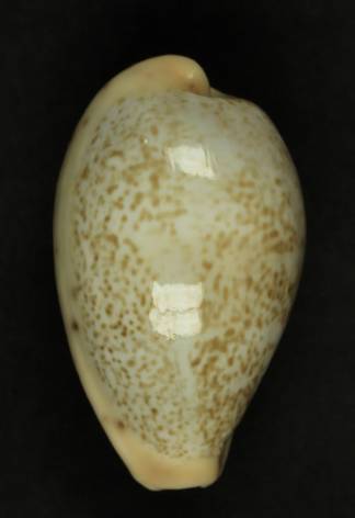shellauction.net :: Cypraea walkeri walkeri - 3746582