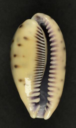 shellauction.net :: Cypraea walkeri walkeri - 3746585