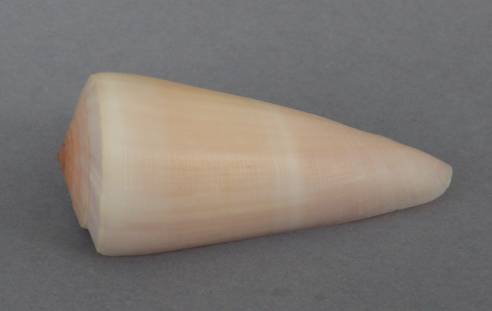 shellauction.net :: Conus kintoki - 3746605