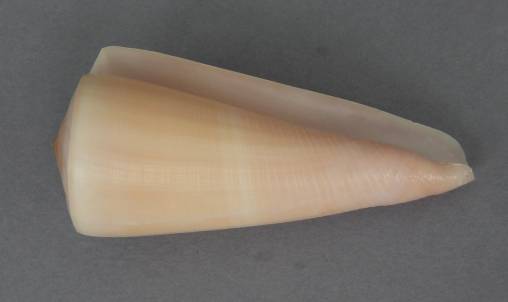 shellauction.net :: Conus kintoki - 3746605