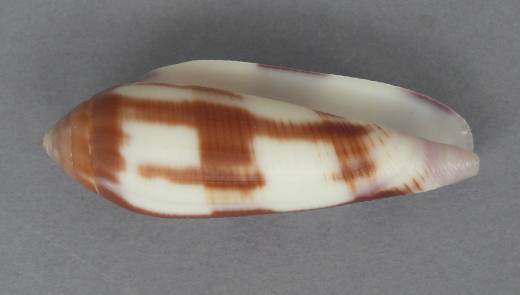 shellauction.net :: Conus violaceus - 3746609