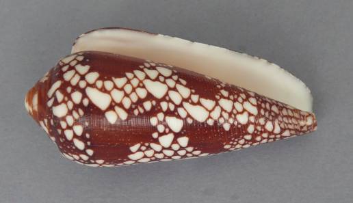 shellauction.net :: Conus episcopatus - 3746614
