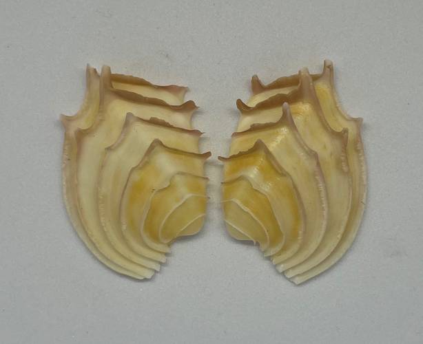 shellauction.net :: Bassina disjecta - 3746634