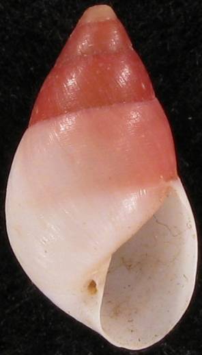 shellauction.net :: Partula rosea - 3746692