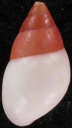 shellauction.net :: Partula rosea - 3746692