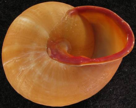 shellauction.net :: Pyrochilus pyrostoma - 3746696