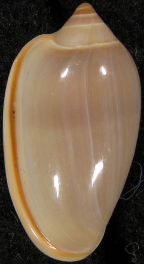 shellauction.net :: Prunum woodbridgei - 3746726