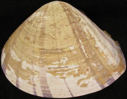 shellauction.net :: Tivela stultorum - 3746751