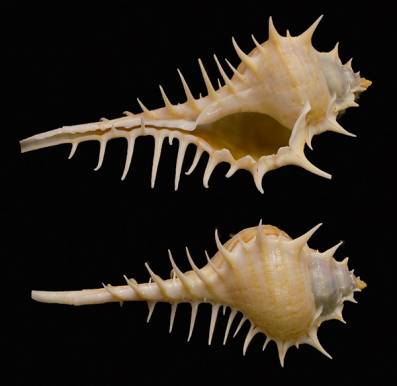 shellauction.net :: Murex scolopax - 3746798