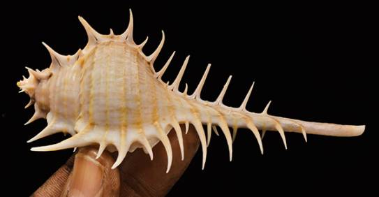 shellauction.net :: Murex scolopax - 3746798