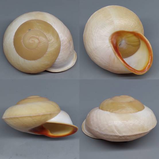 shellauction.net :: Pyrochilus pyrostoma - 3746975