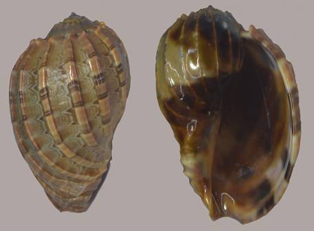 shellauction.net :: Harpa davidis - 3747040