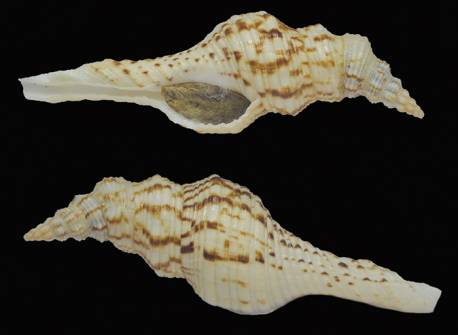 shellauction.net :: Fusinus nicobaricus - 3747071