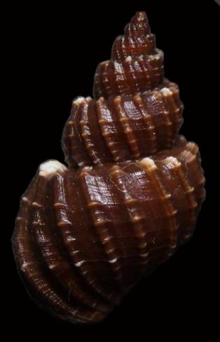 shellauction.net :: Scalptia textilis - 3747476