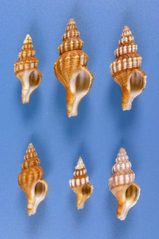 shellauction.net :: Fusinus syracusanus - 3748059