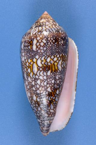 shellauction.net :: Conus canonicus - 3748143