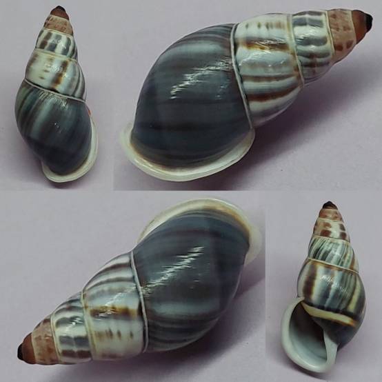 shellauction.net :: Amphidromus contrarius baaguiae - 3748464