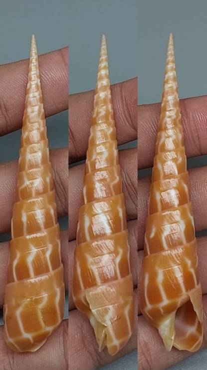 shellauction.net :: Terebra dimidiata - 3749062