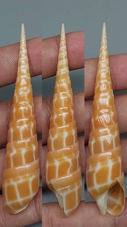shellauction.net :: Terebra dimidiata - 3749063