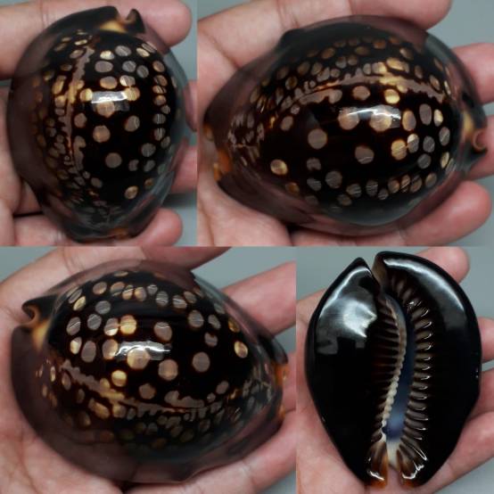 shellauction.net :: Mauritia mauritiana - 3749227