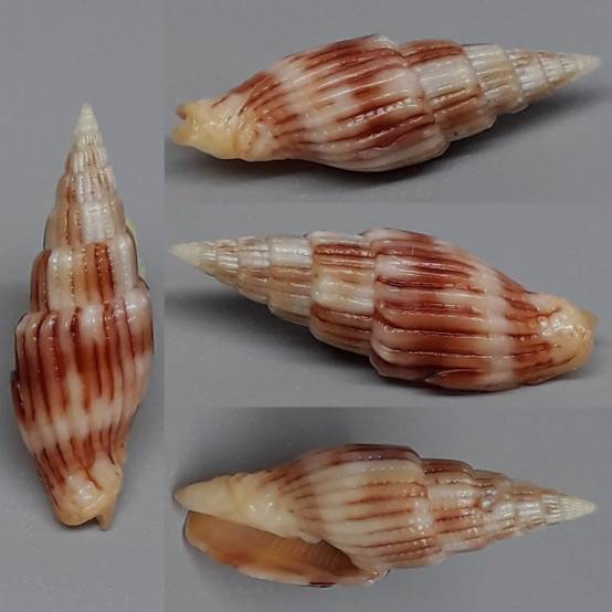 shellauction.net :: Vexillum cookorum - 3749306