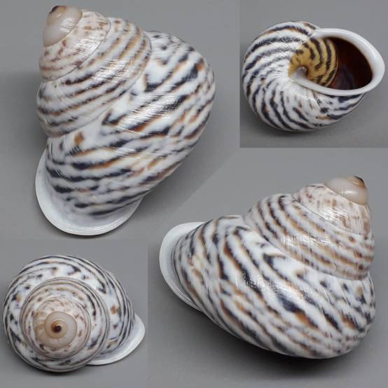 shellauction.net :: Canefriula lacteolata - 3749328