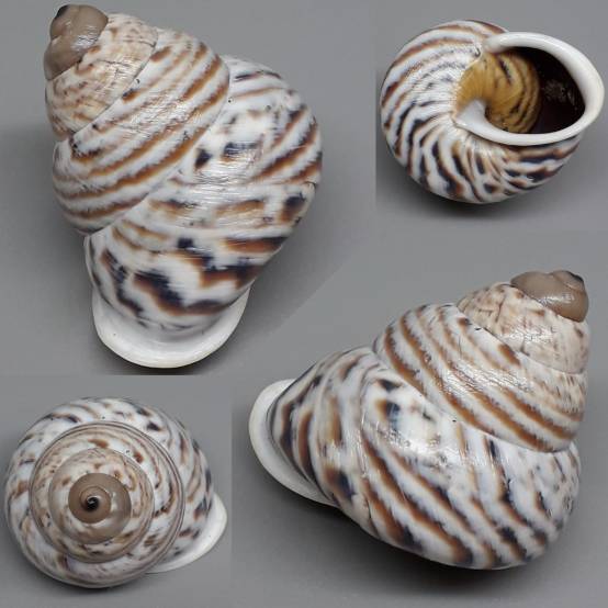 shellauction.net :: Canefriula lacteolata - 3749333