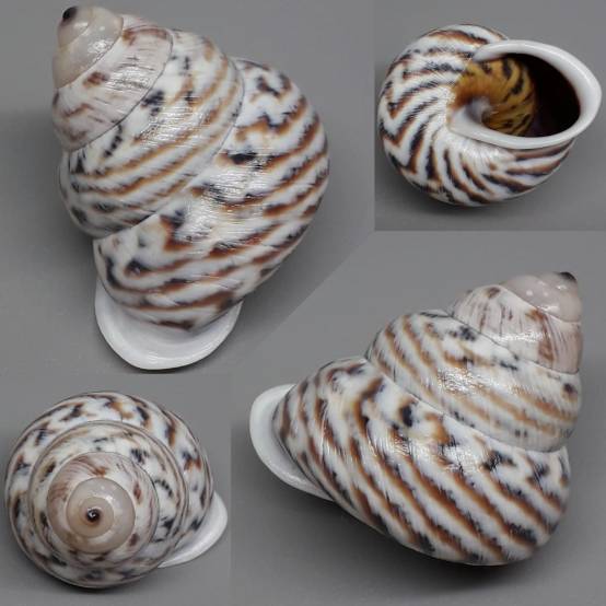 shellauction.net :: Canefriula lacteolata - 3749339