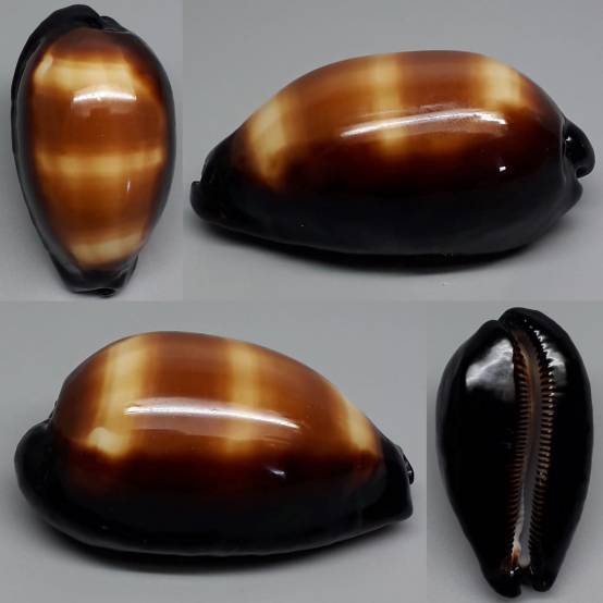 shellauction.net :: Talparia talpa - 3749399