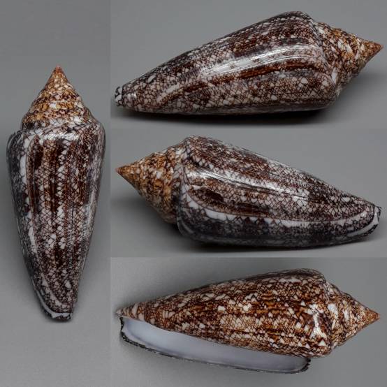 shellauction.net :: Conus gloriamaris - 3749537