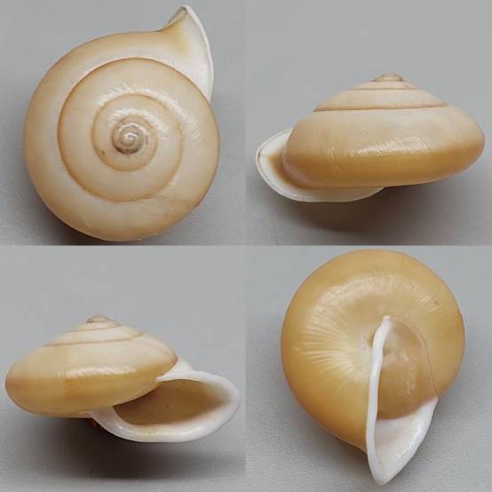 shellauction.net :: Papuina aurora - 3749597